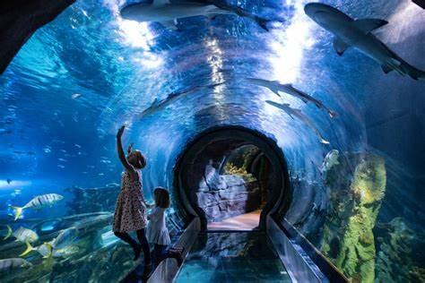 Exploring Sea Life at Arizona's Sea Life Aquarium